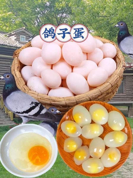 鸽子蛋怎么煮不破壳_鸽子蛋煮几分钟能熟-第3张图片-山城妙识 鸽子蛋怎么煮不破壳_鸽子蛋煮几分钟能熟-第3张图片-山城妙识