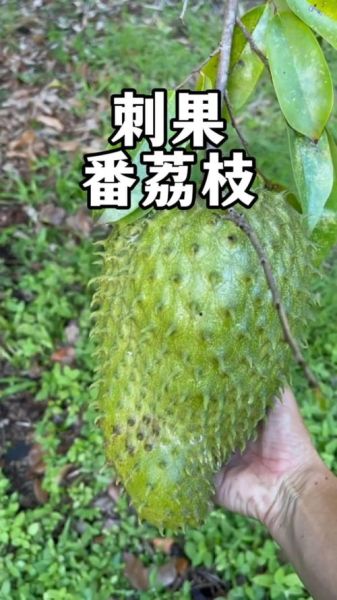 刺果番荔枝的功效与作用_刺果番荔枝怎么吃最好-第3张图片-山城妙识