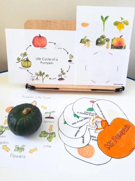 南瓜英语怎么写_pumpkin英语用法全解析-第3张图片-山城妙识