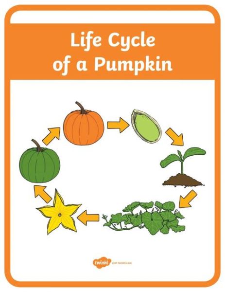 南瓜英语怎么写_pumpkin英语用法全解析-第2张图片-山城妙识