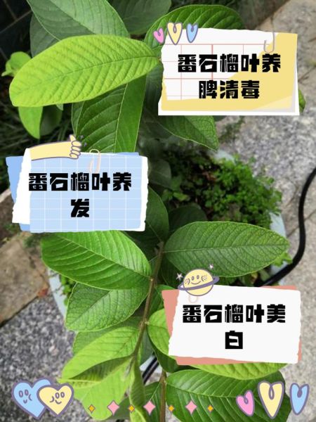 番石榴叶的功效与作用_番石榴叶可以降血糖吗-第1张图片-山城妙识