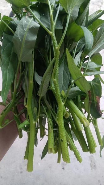 空心菜叶子能吃吗_空心菜叶子怎么吃-第1张图片-山城妙识