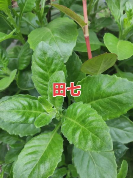 田七图片植物图片_田七长什么样-第1张图片-山城妙识