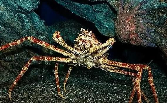 蜘蛛蟹长什么样_蜘蛛蟹有毒吗-第2张图片-山城妙识