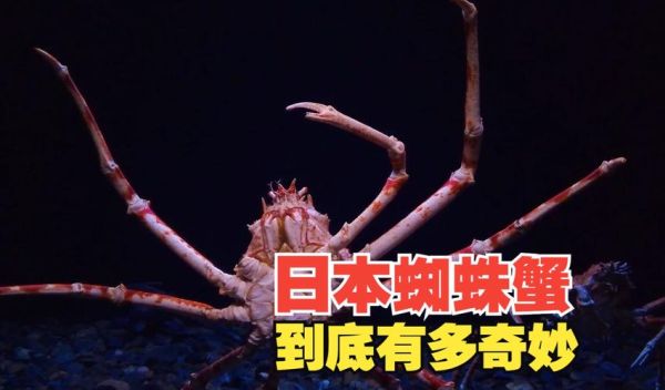 蜘蛛蟹长什么样_蜘蛛蟹有毒吗-第3张图片-山城妙识