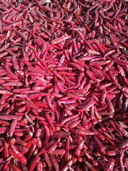干辣椒图片大全_干辣椒品种有哪些-第2张图片-山城妙识