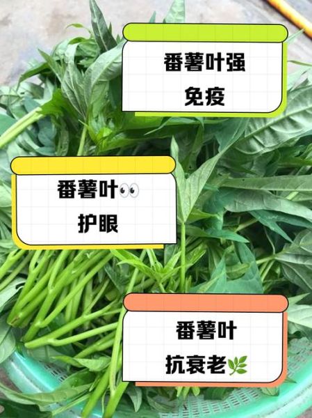 蕃薯叶的功效与作用_蕃薯叶怎么做好吃-第2张图片-山城妙识 蕃薯叶的功效与作用_蕃薯叶怎么做好吃-第2张图片-山城妙识
