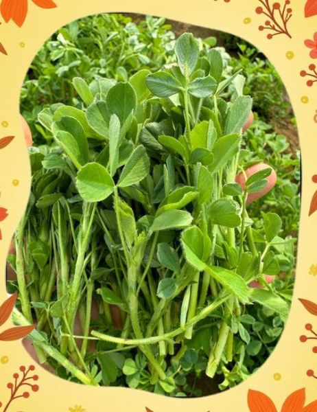 水培苜蓿怎么做_苜蓿芽多久能吃-第2张图片-山城妙识