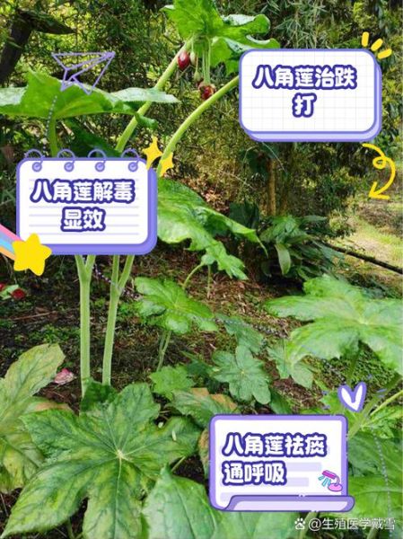 八角莲的功效与作用_八角莲能治什么病-第1张图片-山城妙识