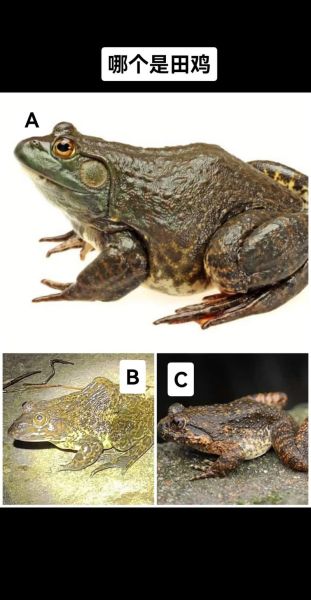 虎纹蛙是几级保护动物_虎纹蛙保护级别是多少-第1张图片-山城妙识