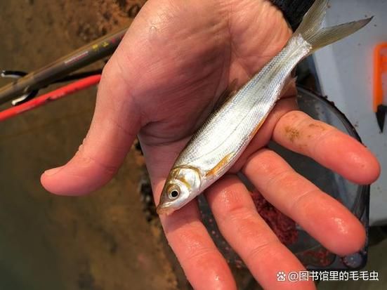 白条鱼最大能长多大_白条鱼一年能长多少厘米-第2张图片-山城妙识