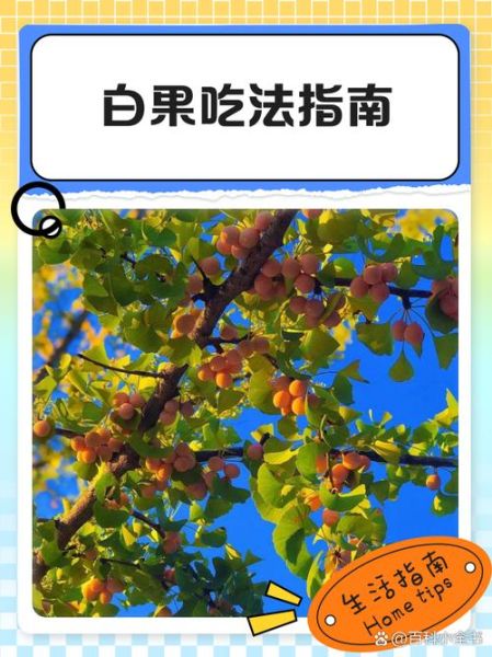 白果怎么吃最安全_白果一天吃几颗合适-第1张图片-山城妙识