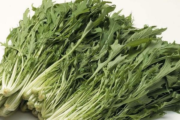 雪里红为什么叫雪里红_雪里红名字的由来-第3张图片-山城妙识