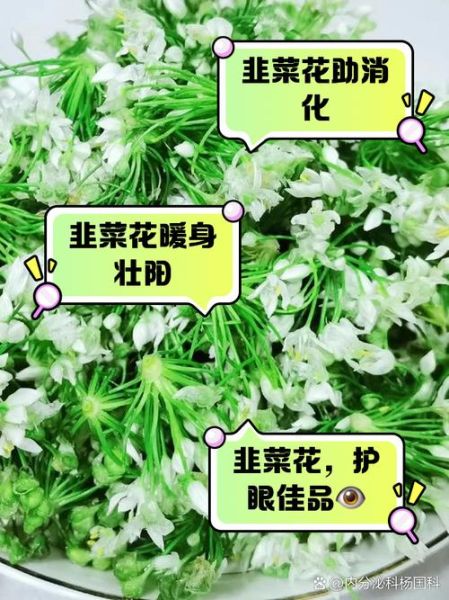 韭菜花的功效与作用_韭菜花的禁忌有哪些-第1张图片-山城妙识 韭菜花的功效与作用_韭菜花的禁忌有哪些-第1张图片-山城妙识