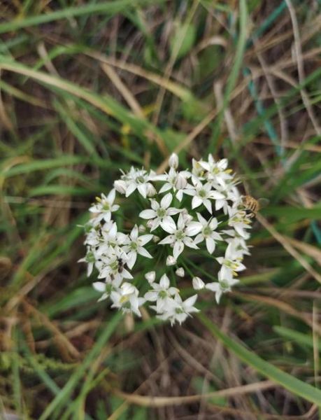 韭菜花的功效与作用_韭菜花的禁忌有哪些-第3张图片-山城妙识 韭菜花的功效与作用_韭菜花的禁忌有哪些-第3张图片-山城妙识
