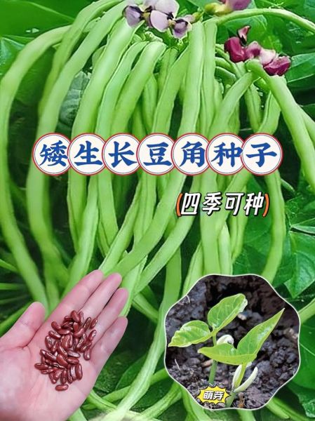 长豆角图片大全大图_如何挑选新鲜长豆角-第2张图片-山城妙识 长豆角图片大全大图_如何挑选新鲜长豆角-第2张图片-山城妙识