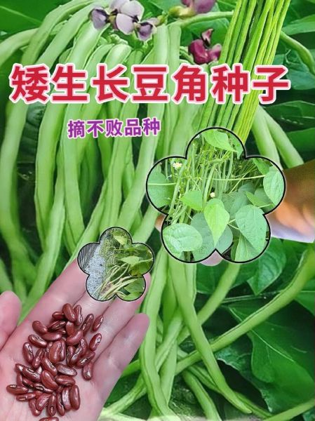 长豆角图片大全大图_如何挑选新鲜长豆角-第1张图片-山城妙识 长豆角图片大全大图_如何挑选新鲜长豆角-第1张图片-山城妙识