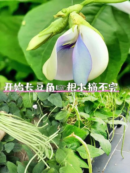 长豆角图片大全大图_如何挑选新鲜长豆角-第3张图片-山城妙识 长豆角图片大全大图_如何挑选新鲜长豆角-第3张图片-山城妙识