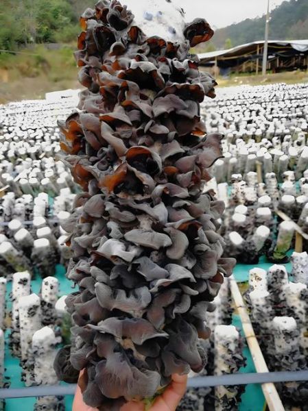 木耳的功效与作用有哪些_木耳的营养价值高吗-第2张图片-山城妙识 木耳的功效与作用有哪些_木耳的营养价值高吗-第2张图片-山城妙识