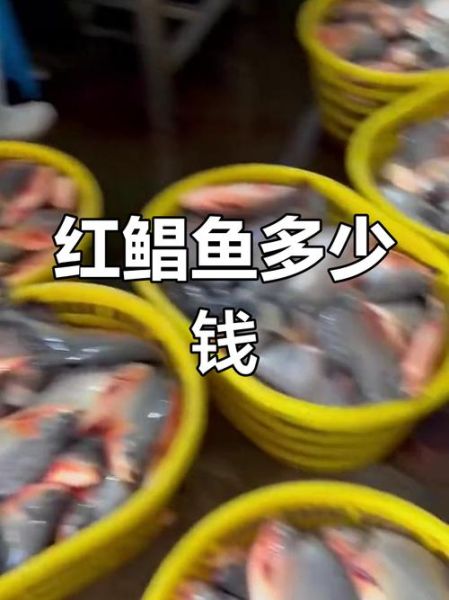 红鲳鱼为什么便宜_红鲳鱼多少钱一斤-第1张图片-山城妙识 红鲳鱼为什么便宜_红鲳鱼多少钱一斤-第1张图片-山城妙识