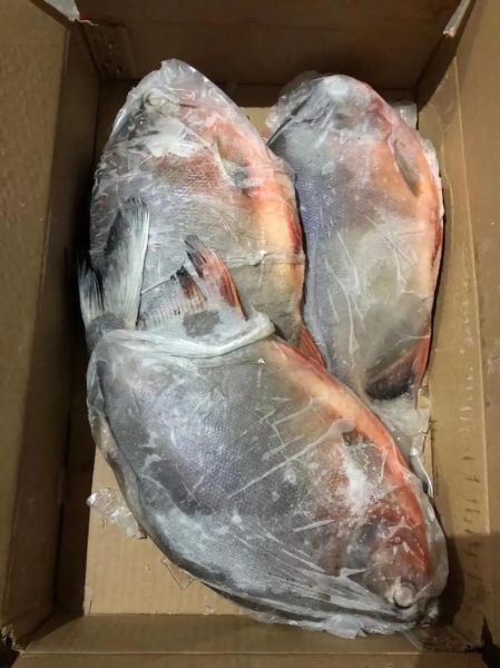 红鲳鱼为什么便宜_红鲳鱼多少钱一斤-第2张图片-山城妙识 红鲳鱼为什么便宜_红鲳鱼多少钱一斤-第2张图片-山城妙识