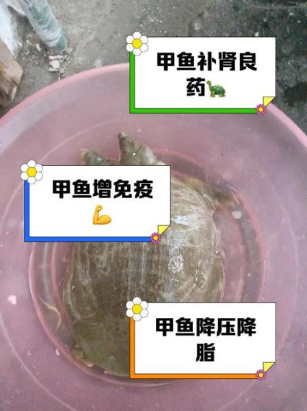 甲鱼的功效与作用_甲鱼的营养价值有哪些-第3张图片-山城妙识