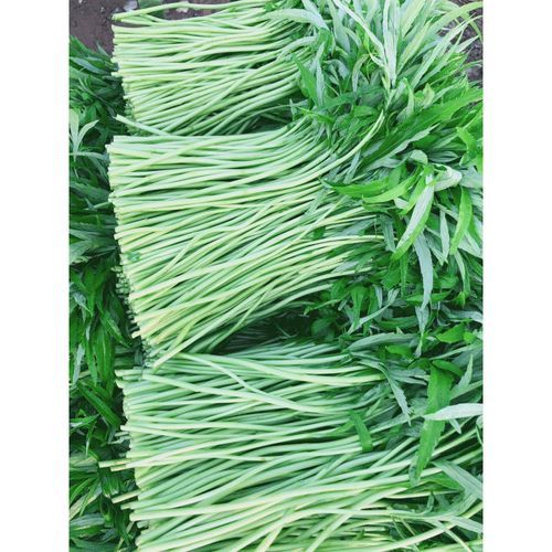 芦蒿种植技术_芦蒿怎么种产量高-第1张图片-山城妙识