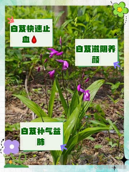 白芨的功效与作用有哪些_白芨能治疗哪些疾病-第2张图片-山城妙识