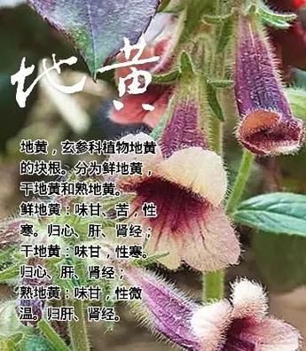 地黄的功效与作用_鲜地黄与干地黄区别-第3张图片-山城妙识