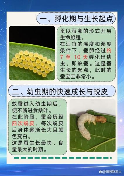 蚕的生命周期多久_蚕宝宝几天结茧-第2张图片-山城妙识