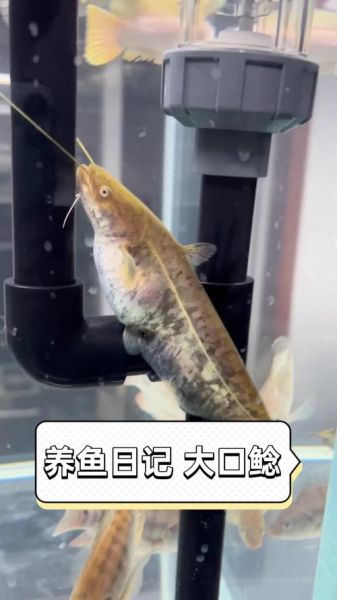 大口鲶鱼养殖技术_大口鲶鱼养殖常见问题-第1张图片-山城妙识 大口鲶鱼养殖技术_大口鲶鱼养殖常见问题-第1张图片-山城妙识