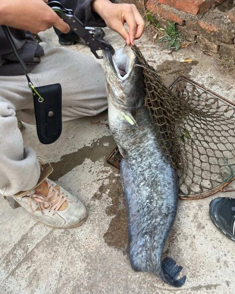 大口鲶鱼养殖技术_大口鲶鱼养殖常见问题-第3张图片-山城妙识 大口鲶鱼养殖技术_大口鲶鱼养殖常见问题-第3张图片-山城妙识