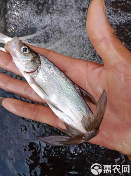 大口鲶鱼养殖技术_大口鲶鱼养殖常见问题-第2张图片-山城妙识 大口鲶鱼养殖技术_大口鲶鱼养殖常见问题-第2张图片-山城妙识