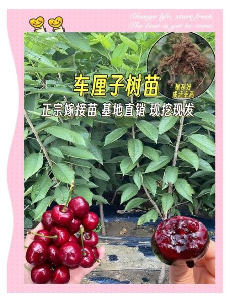 车厘子树苗怎么选_车厘子树苗多久结果-第2张图片-山城妙识