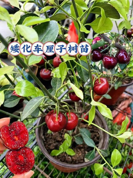 车厘子树苗怎么选_车厘子树苗多久结果-第1张图片-山城妙识