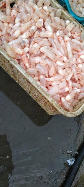 鱼鳔图片大全_鱼鳔长什么样-第3张图片-山城妙识