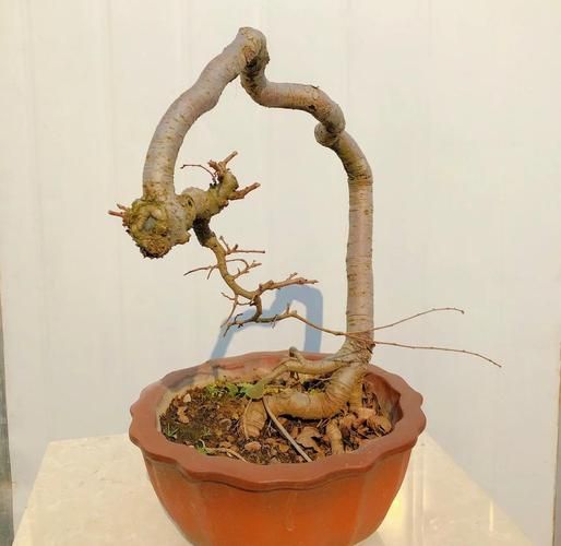 三角枫怎么养_三角枫盆景修剪技巧-第3张图片-山城妙识