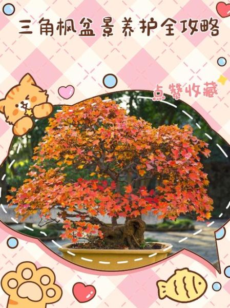 三角枫怎么养_三角枫盆景修剪技巧-第1张图片-山城妙识