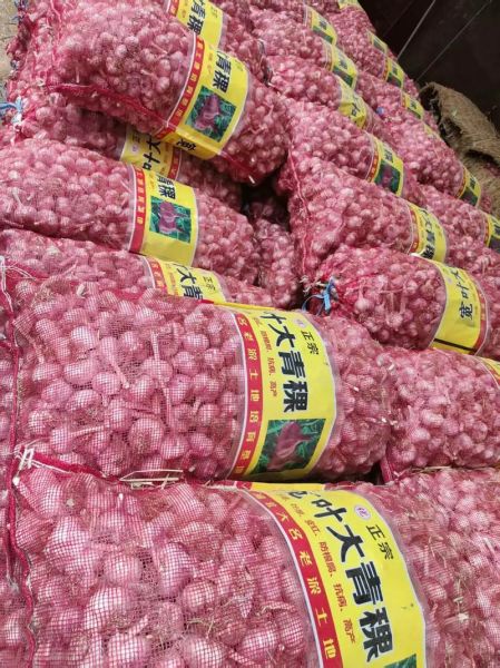 今日大蒜价格多少钱一斤_大蒜行情网实时行情-第3张图片-山城妙识