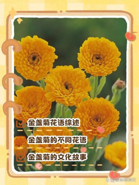金盏菊花语是什么_金盏菊适合送什么人-第1张图片-山城妙识