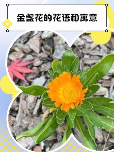 金盏菊花语是什么_金盏菊适合送什么人-第3张图片-山城妙识