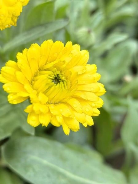 金盏菊花语是什么_金盏菊适合送什么人-第2张图片-山城妙识