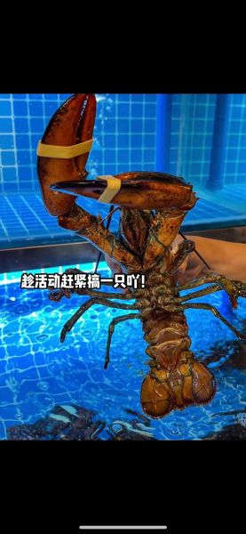 波士顿龙虾多少钱一斤2021_2021波士顿龙虾价格走势-第1张图片-山城妙识