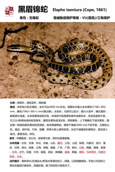 菜花蛇是什么蛇_有毒吗-第1张图片-山城妙识 菜花蛇是什么蛇_有毒吗-第1张图片-山城妙识