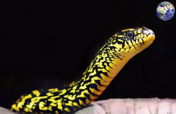 菜花蛇是什么蛇_有毒吗-第3张图片-山城妙识 菜花蛇是什么蛇_有毒吗-第3张图片-山城妙识