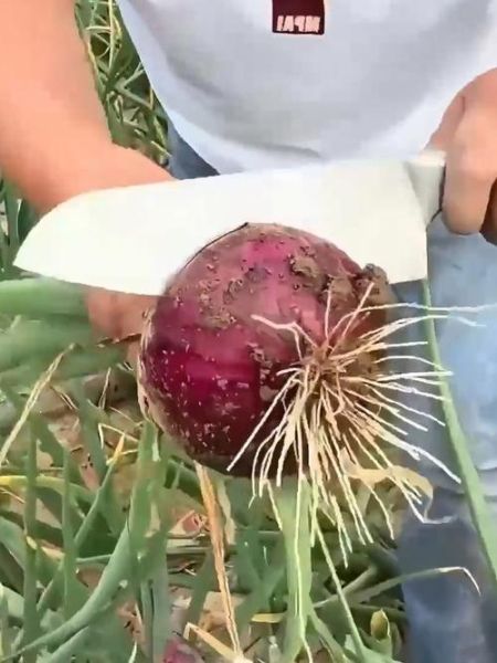 洋葱哥是谁_洋葱哥真实身份揭秘-第1张图片-山城妙识