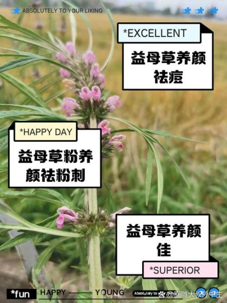 益母草煮水喝的禁忌_哪些人不能喝益母草水-第3张图片-山城妙识