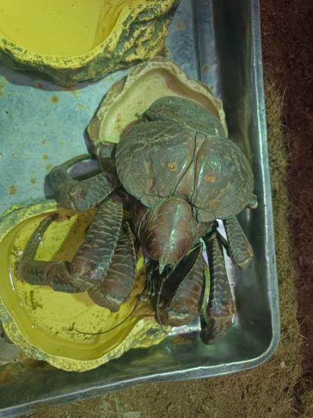 椰子蟹为什么叫椰子蟹_椰子蟹名字的由来-第3张图片-山城妙识