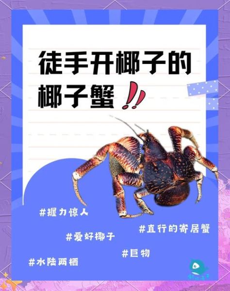 椰子蟹为什么叫椰子蟹_椰子蟹名字的由来-第1张图片-山城妙识