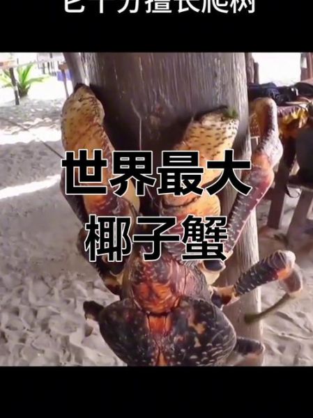 椰子蟹为什么叫椰子蟹_椰子蟹名字的由来-第2张图片-山城妙识
